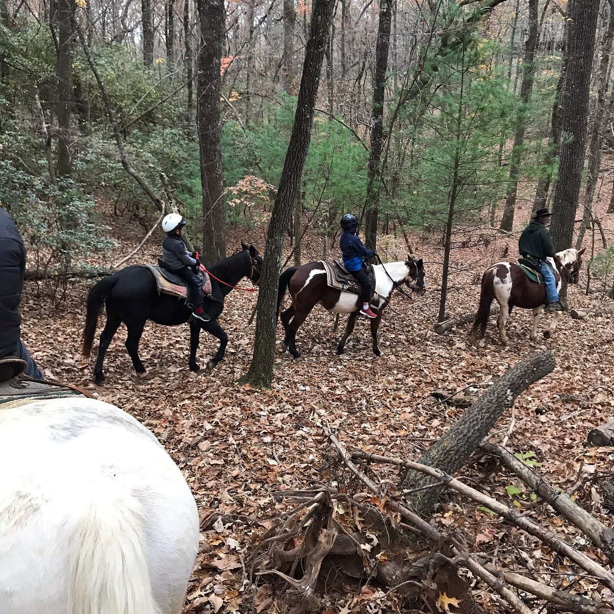 Horseback Riding | Dahlonega Carriage and Horse Rides