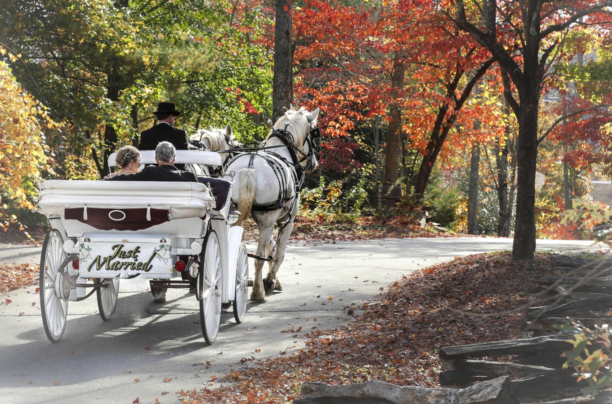 Dahlonega Horse Carriage Rides | Dahlonega Carriage & Horse Rides