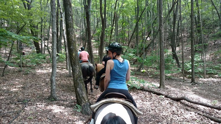 Horseback Riding North Georgia | Dahlonega Carriage & Horse Rides